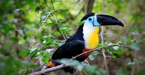 Toucan Behavior Animalbehaviorcorner