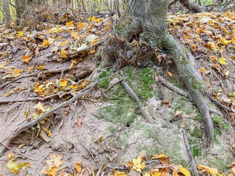 Image Of A Sturdy Old Tree With Gnarled Roots And Moss Set Against A