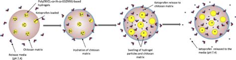 Chitosan Microparticles Embedded With Multi Responsive Download Scientific Diagram