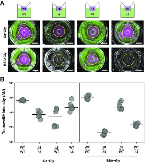 Extracellular Proteases Are A Public Good A A Schematic Of The