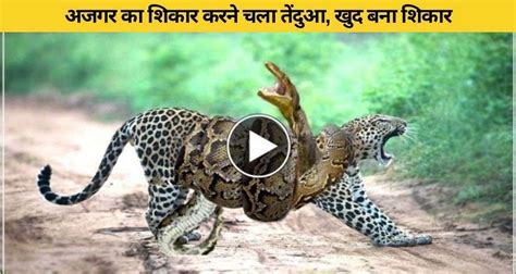 मद तदए क बचच क शकर बनन अजगर पर पड भर