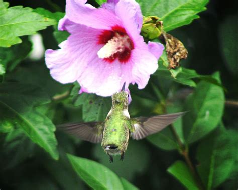 Matthew Bordonaro On Linkedin This Little Guy Was Just Outside My Home