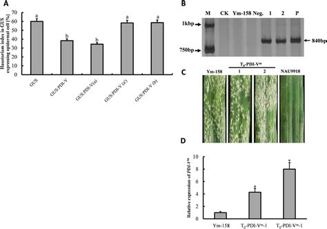 Gene Function Analysis Of Pdi V A Functional Analysis Of Pdi V By A Download Scientific
