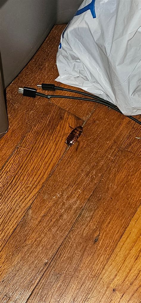 Is This An American Roach R Pestcontrol