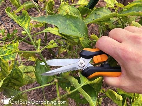 How To Prune Pepper Plants For Maximum Yield In 5 Steps Get Busy