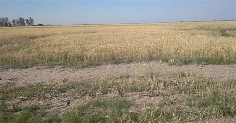 “tristeza Y Resignación” La Peor Sequía De Los últimos Años En