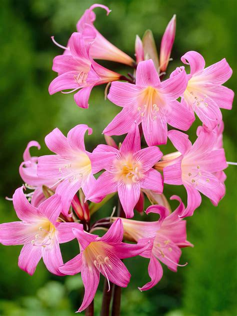 Amaryllis Belladonna Naked Ladies Bulbs Dutchgrown™