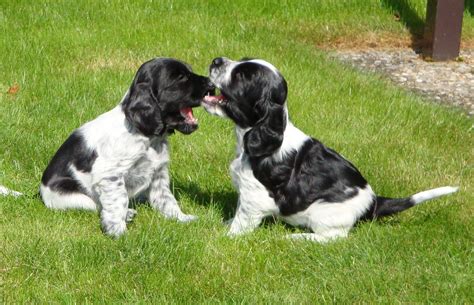Spaniel Club Schweiz English Cocker Spaniel