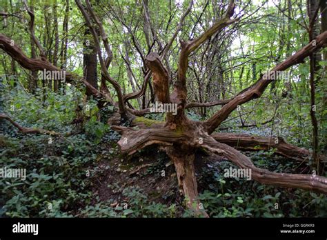 Fallen Tree Trunk In The Forest Stock Photo Alamy