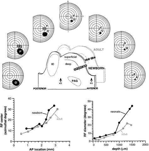 Visual Receptive Fields Shift Systematically With Neuronal Location In Download Scientific