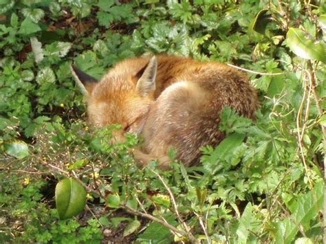 Fox Labeled Image Dataset Images Cv