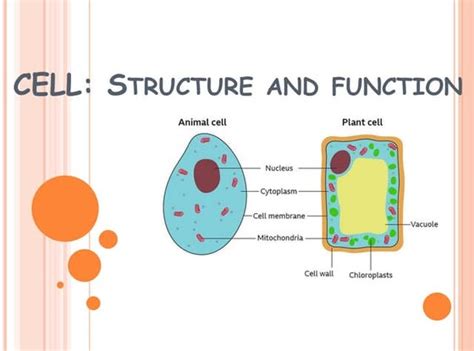 Cellular Classification Sub Cellular Organelles Pptx Biological Sciences Science