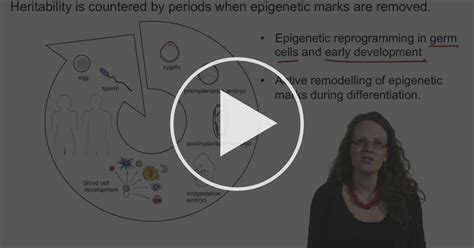 Summary Of Epigenetic Reprogramming And Imprinting Week Genomic Imprinting And