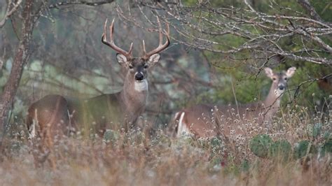 How To Pull A Buck Away From A Doe