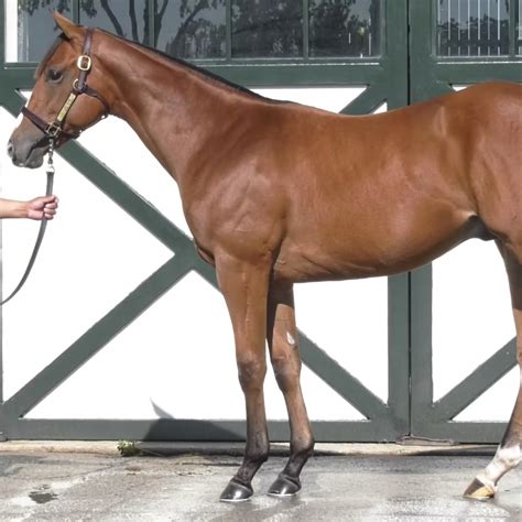 Dothraki Starlight Racing