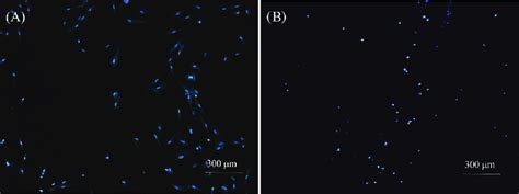 Dapi Stained Cell Nucleus Images With 4x Magnification A Control