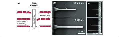Design Of Microfluidic Chip A Schematics Showing The Mother