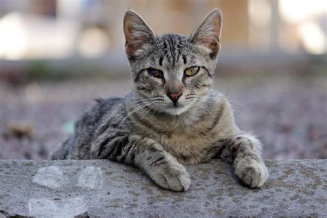 My Cat Has A Cloudy Eye Causes Of Cloudy Eyes In Cats