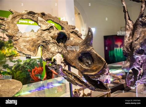 The Centrosaurus Apertus Pointed Lizard Skull In Australian Musuem A