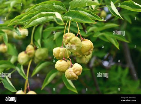 European Bladdernut Staphylea Pinnata Is A Small Tree Native To