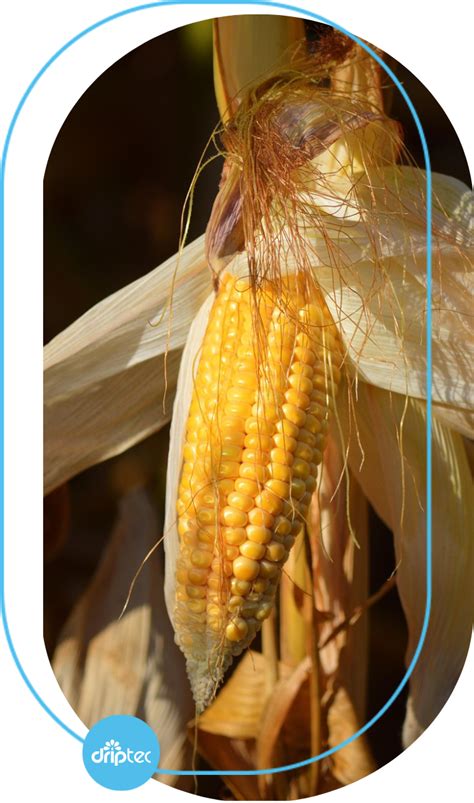 Automatic Corn Irrigation Solution Driptec