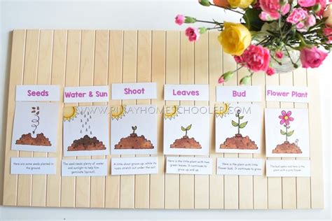 Identifying Common Flowers For Preschoolers Plant Life Cycle