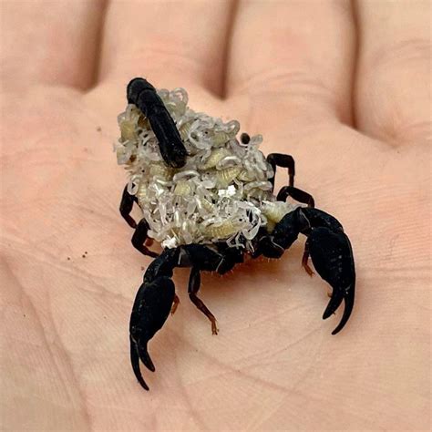 Chaerilus Variegatus Adult Pajaki Sklep