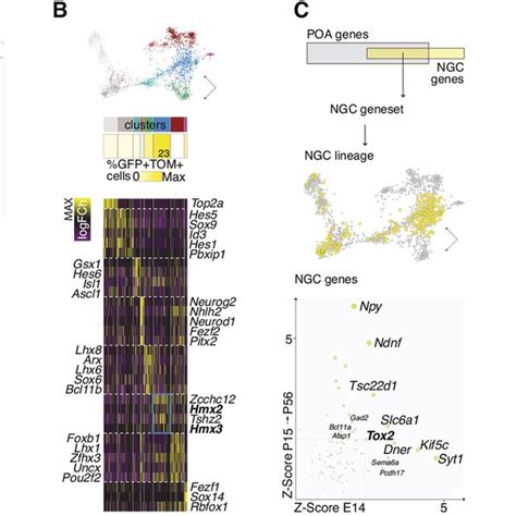 Ngc Embryonic Emergence And Diversification A Schematic Illustrating Download Scientific