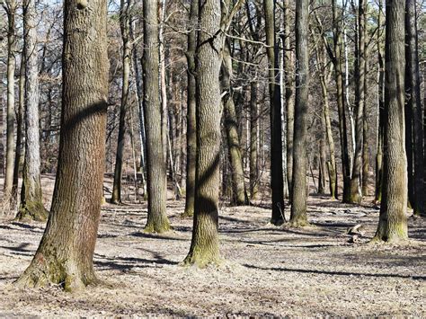 Naked Trees In Early Spring Stock Photo At Vecteezy