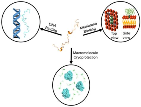 The Disordered Dehydrin And Its Role In Plant Protection A Biochemical