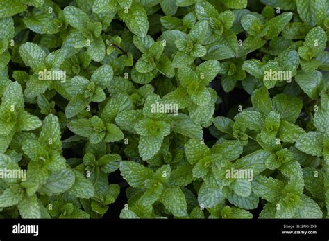 Indian Mint Tree