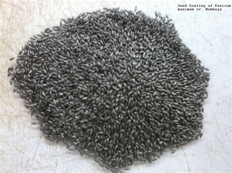 Pasture Seed Coating Of Panicum Maximum Cv Mombaca Manufacturer In Brazil Id 645756