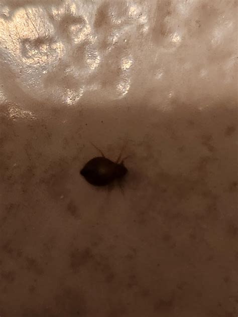 What Is This Bug Alberta Canada Rwhatsthisbug