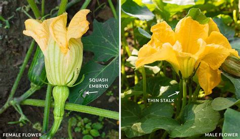 How To Hand Pollinate Squash