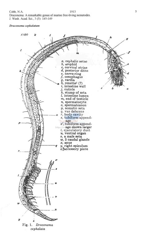 Roundworms Diagram Roundworms Diagram