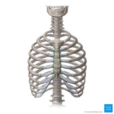 Sternocostal Joints Bones Ligaments Movements Kenhub