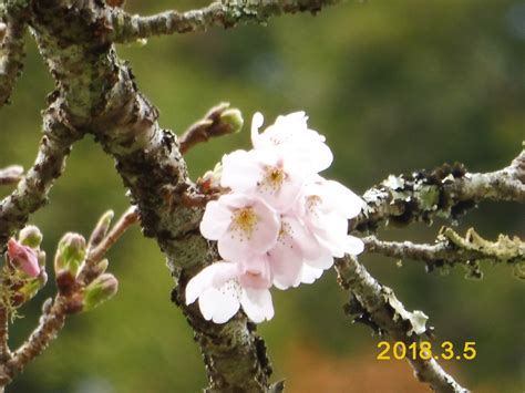 阿里山國家森林遊樂區 春天來了，花開了，阿龜櫻、唐實櫻、寒緋櫻、貼梗海棠盛開了，最最歡欣的就是鳥兒們了，進入園區，