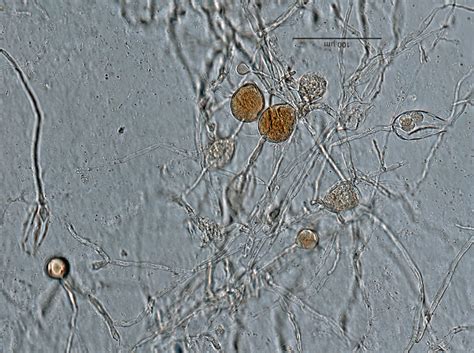 Phytophthora Medicaginis Idphy