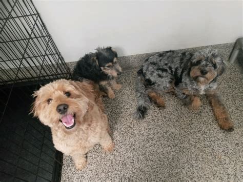 City Dogs Happy Birthday Babka 🎂 With Friends Jay