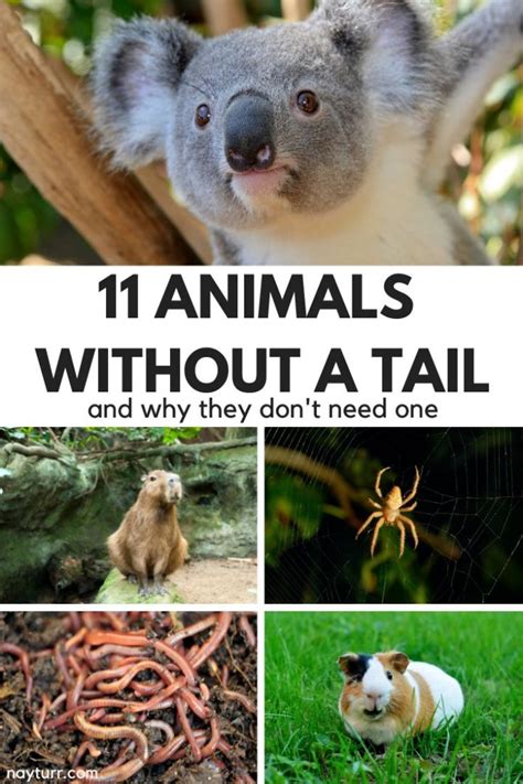 11 Animals Without A Tail And Why They Dont Need One Nayturr