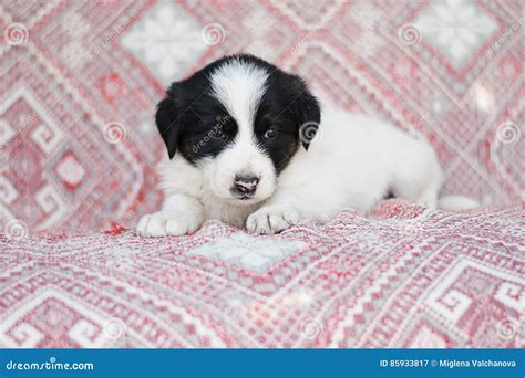 Black And White Fluffy Puppy