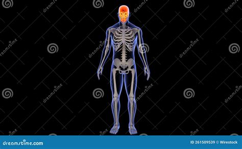 Anatomy Of The Human Body Its Bones And Shell On A Black Background Anatomy Of The Human Body Its Bones And Shell On A Black Background