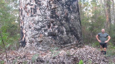 Marri Gallery Western Australia Giant Trees