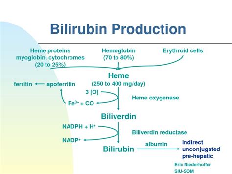 Bilirubin Metabolism Biochemistry Human Anatomy And Physiology Clinical Chemistry
