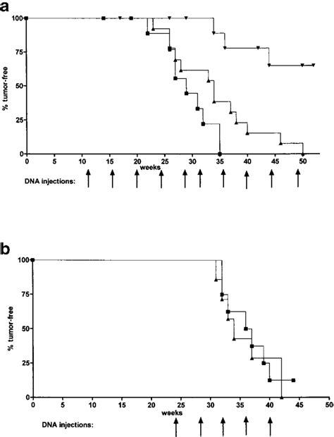 Tumor Incidence In Dna Immunized Fvb Neun Transgenic Mice Strain