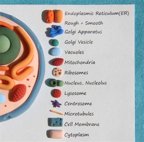 Custom Teaching Models For Teachers Science Classroom Decor Animal