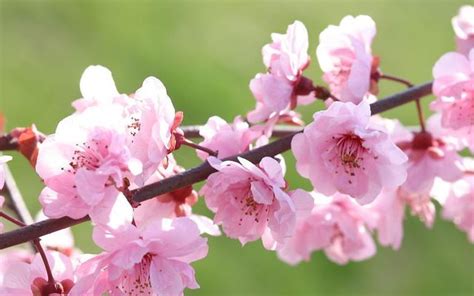 斬桃花及催桃花法 每日頭條