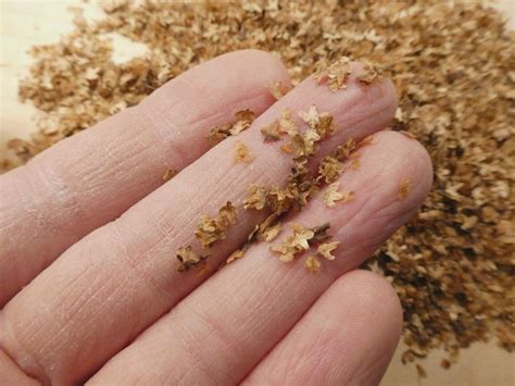 Yenmodels Leaf Litter