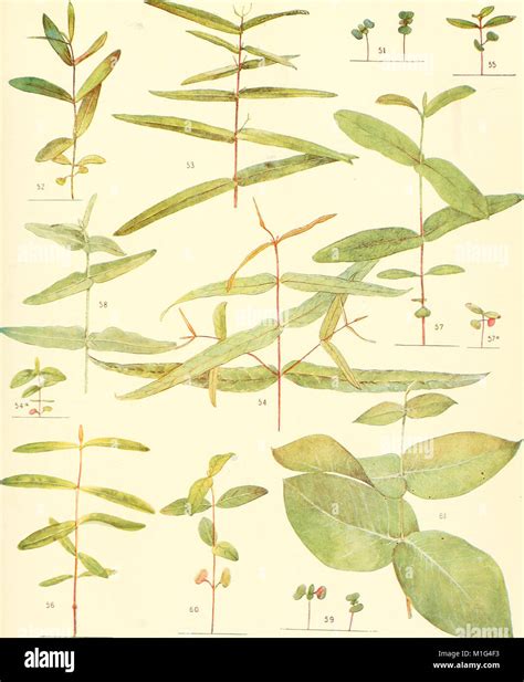 A Critical Revision Of The Genus Eucalyptus 1903 20685989936 Stock