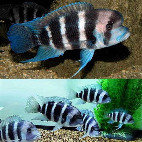 African Cichlids Frontosa Frontosa Cichlid Live African Cichlid